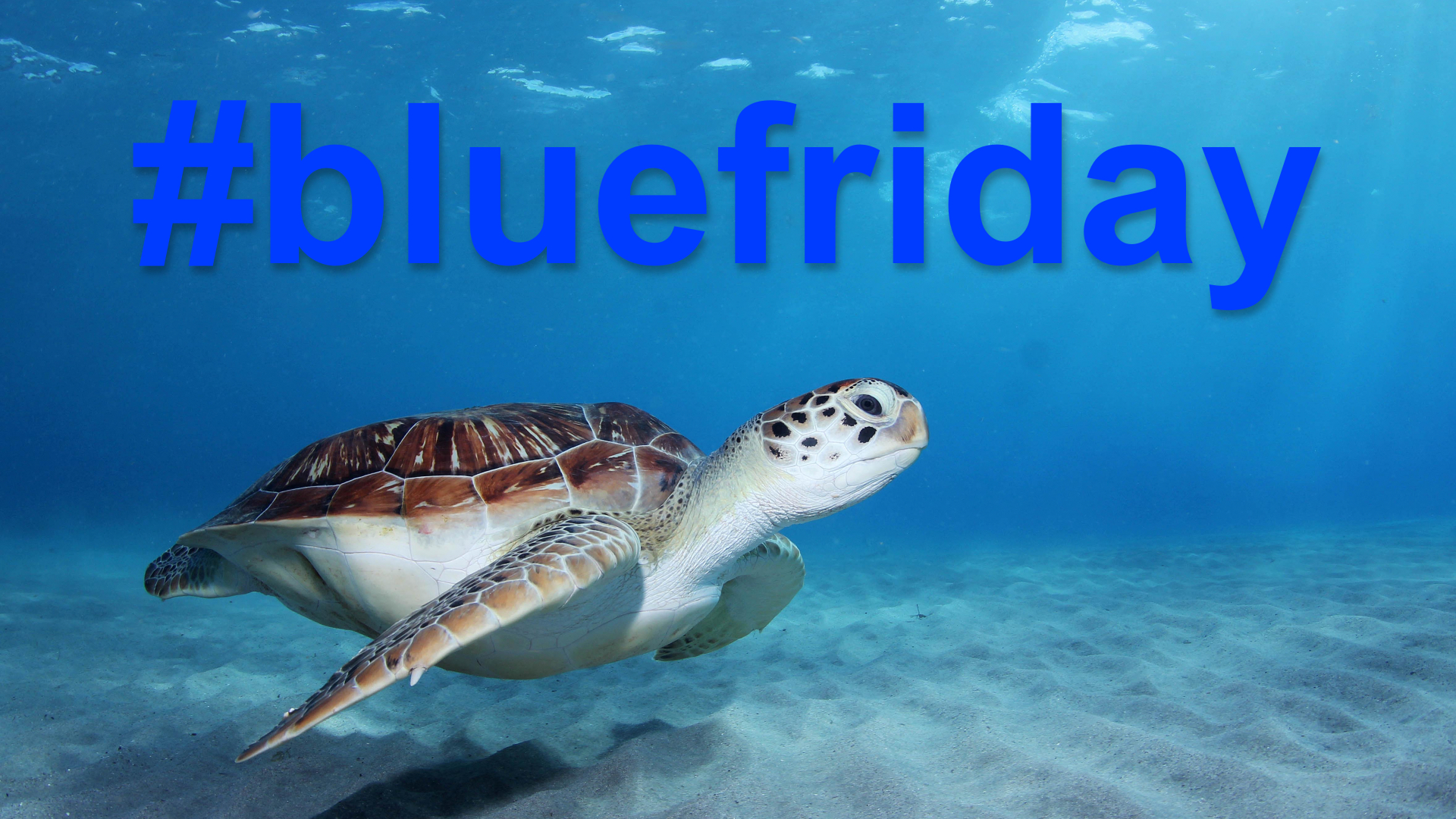 Idag är det Blue Friday – sluta shoppa och hjälp havet